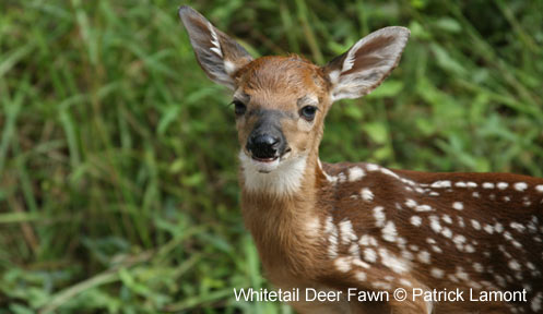 fawn – NH Fish and Game Department