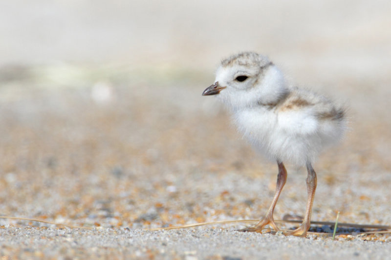 plover-chick – NH Fish and Game Department