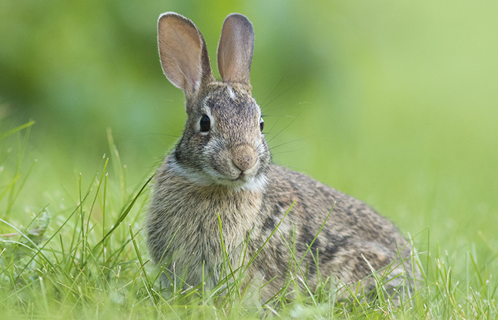 The New Hampshire Wildlife Action Plan Revision Process is Underway ...