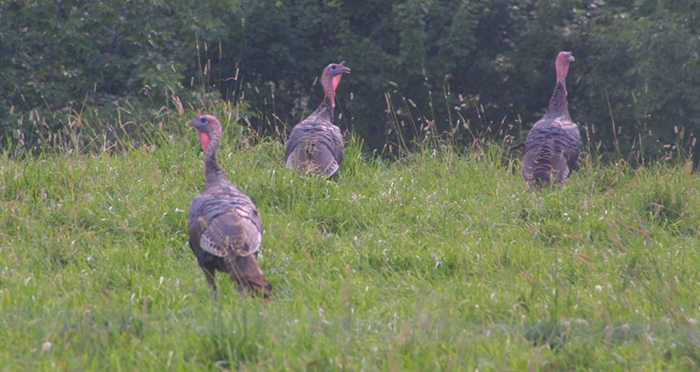 Report Wild Turkey Brood Sightings Online This Summer – NH Fish and ...