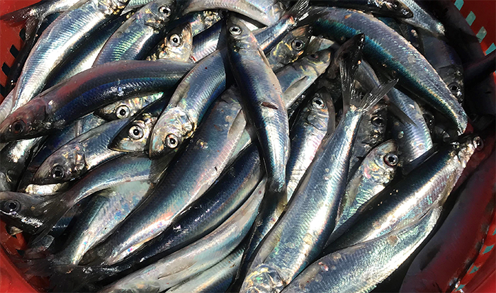 Atlantic Herring2 – NH Fish and Game Department