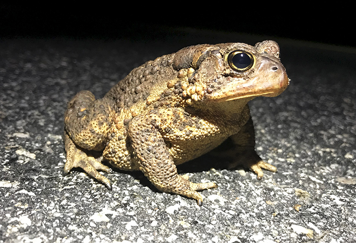 toad – NH Fish and Game Department