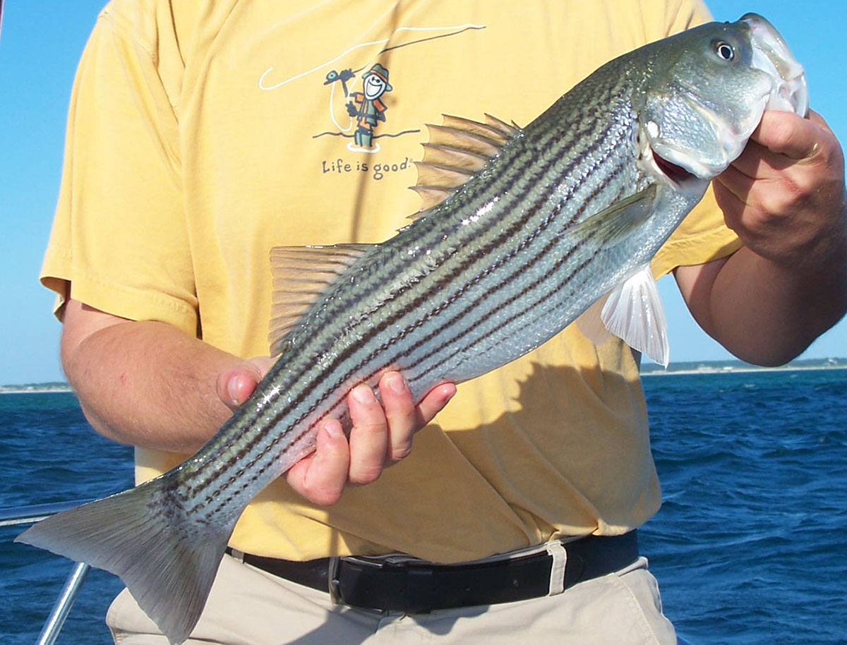 ASMFC Atlantic Striped Bass Board Acts to Support Stock Rebuilding ...