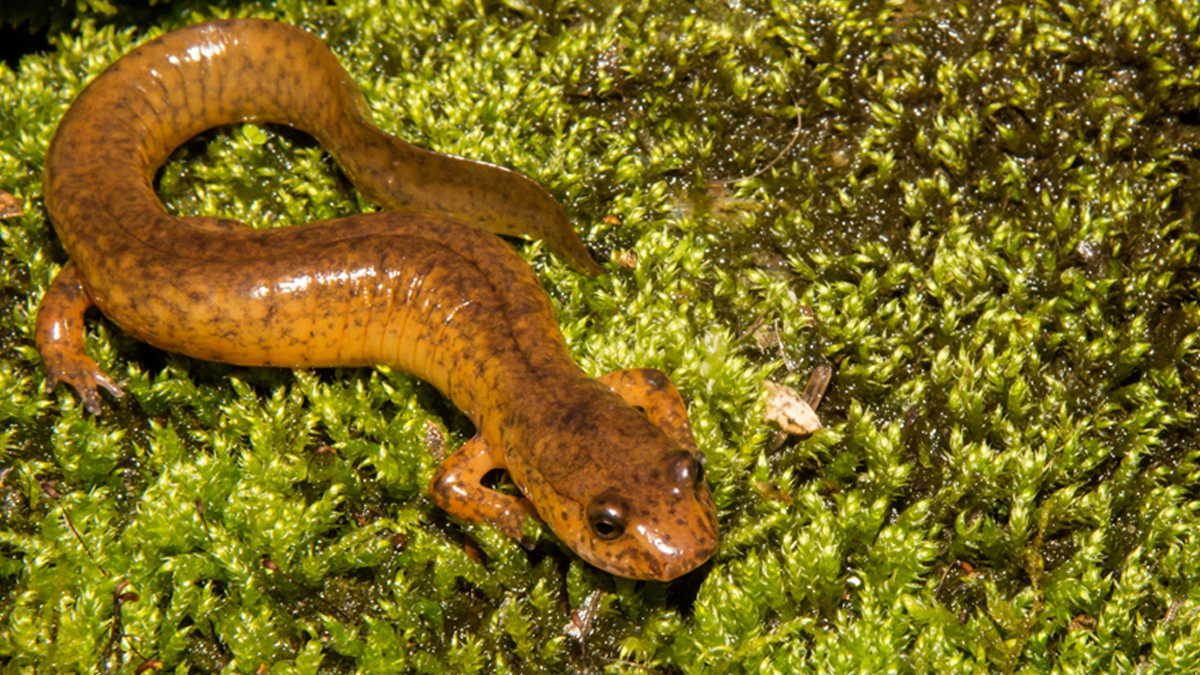 Spring Salamander – NH Fish and Game Department