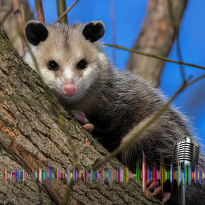 300 possum – NH Fish and Game Department