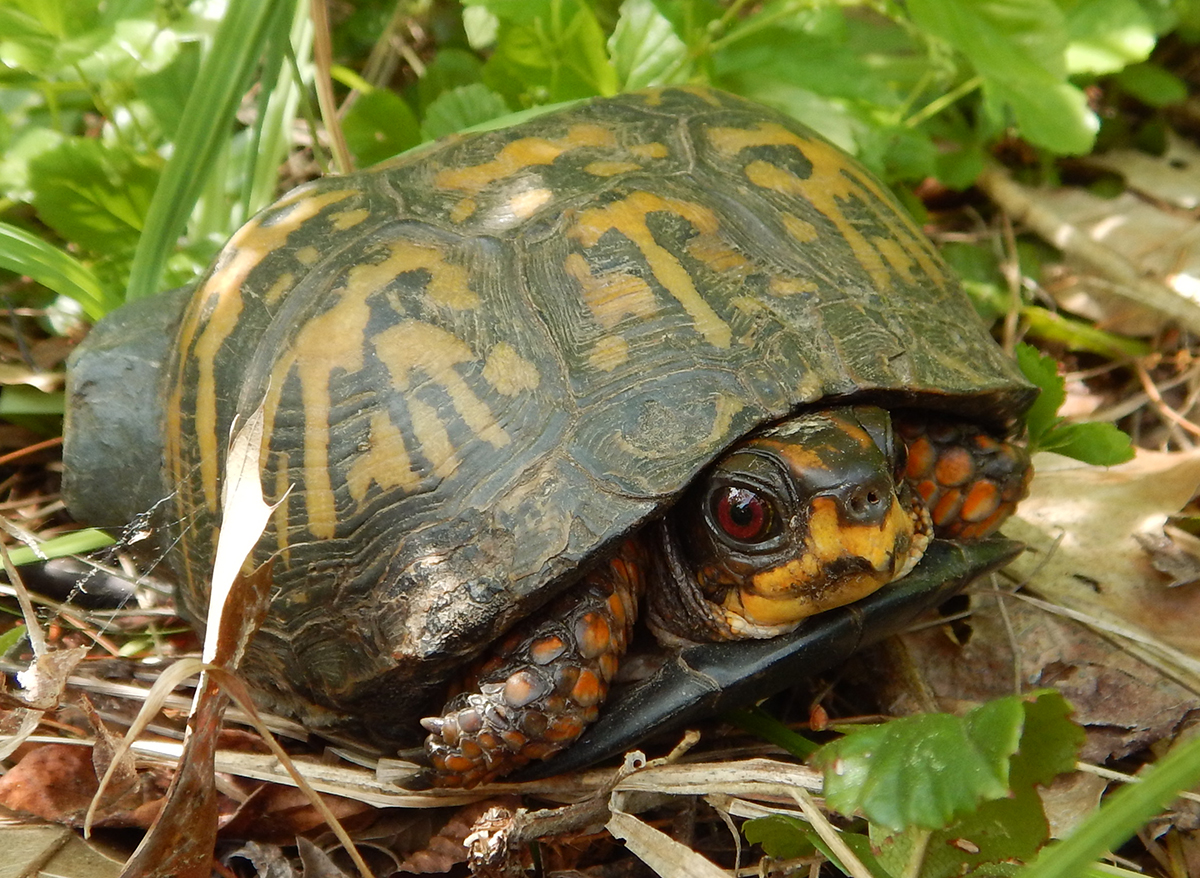 easterboxturtle – NH Fish and Game Department