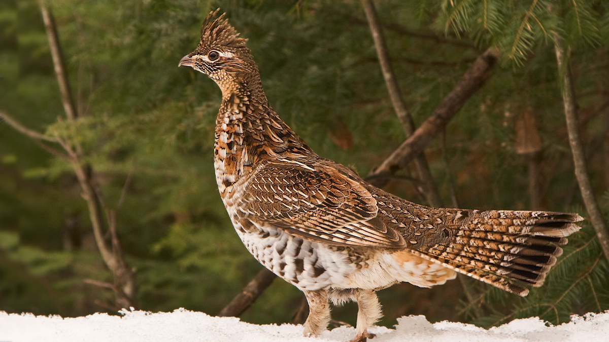 Grouse in snow – NH Fish and Game Department