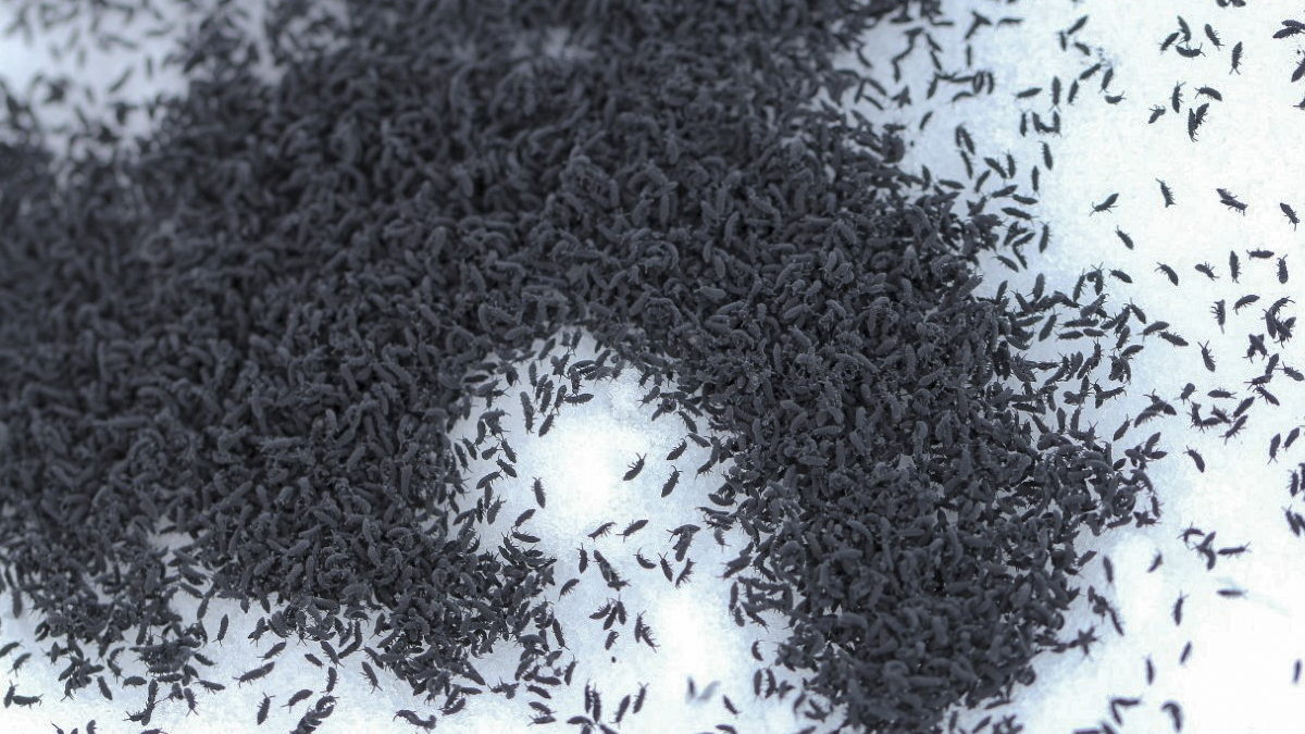 Snow Fleas- Harbinger of Spring – NH Fish and Game Department