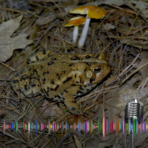 300-toad – NH Fish and Game Department