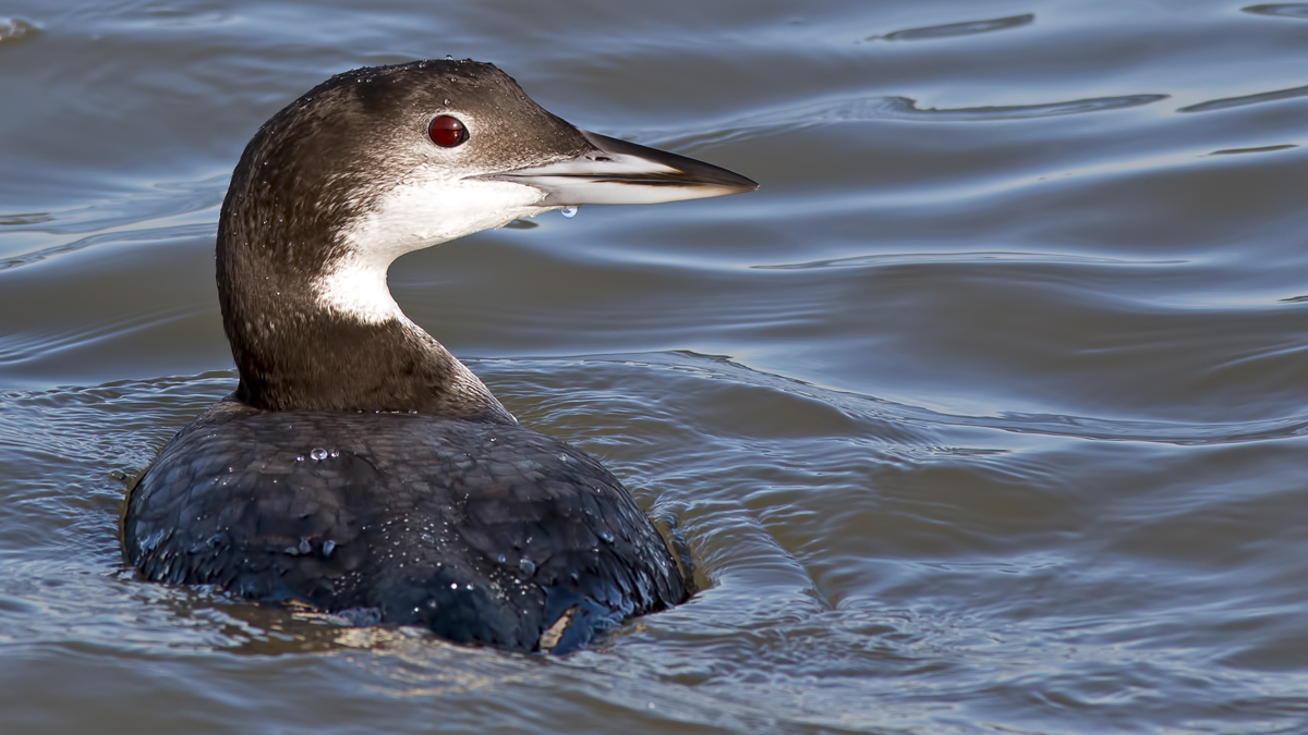 1200 winter loon – NH Fish and Game Department
