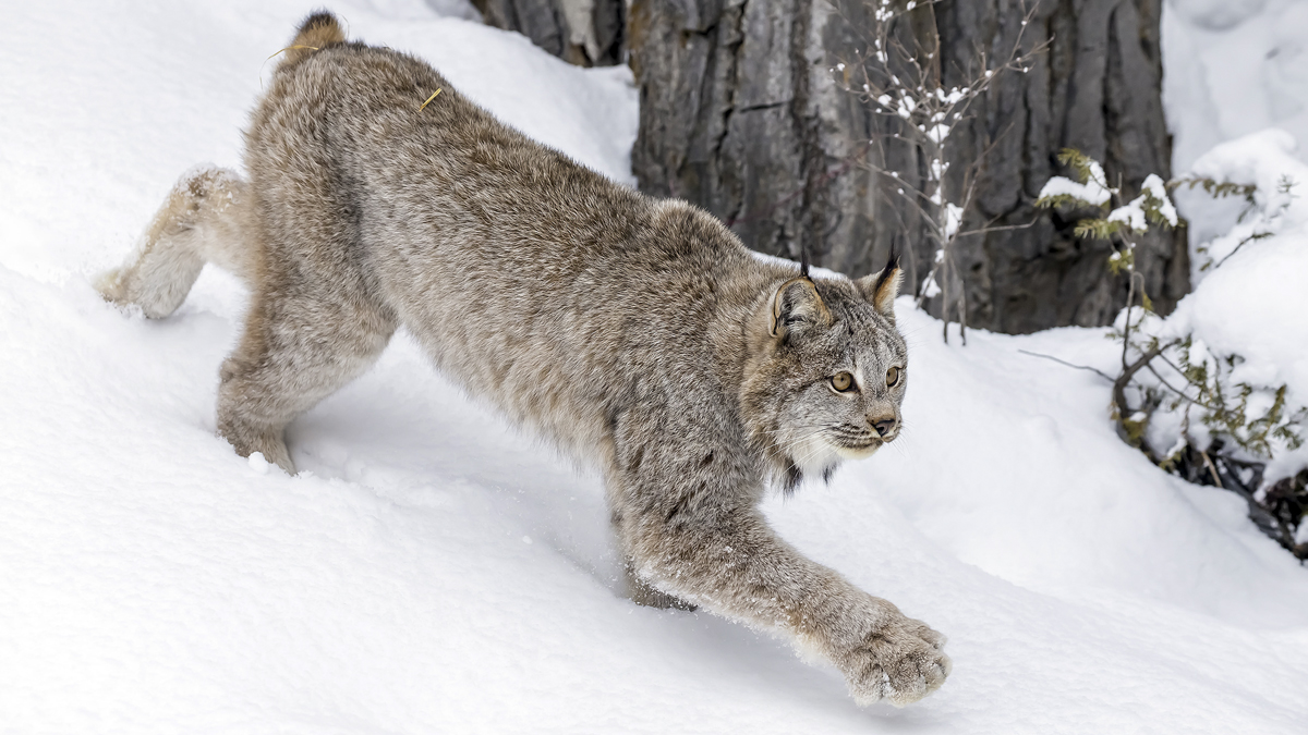 1200-lynx – NH Fish and Game Department