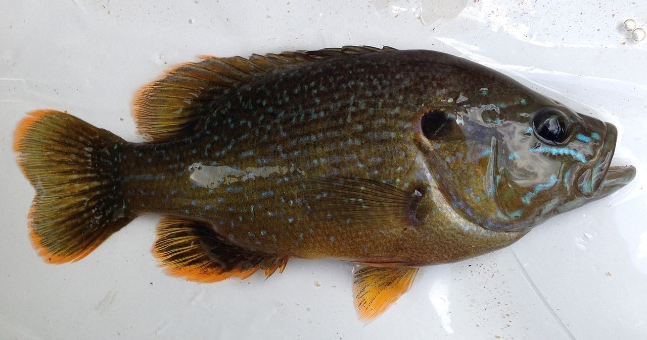 Invasive Green Sunfish Confirmed by Fish and Game in New Hampshire ...