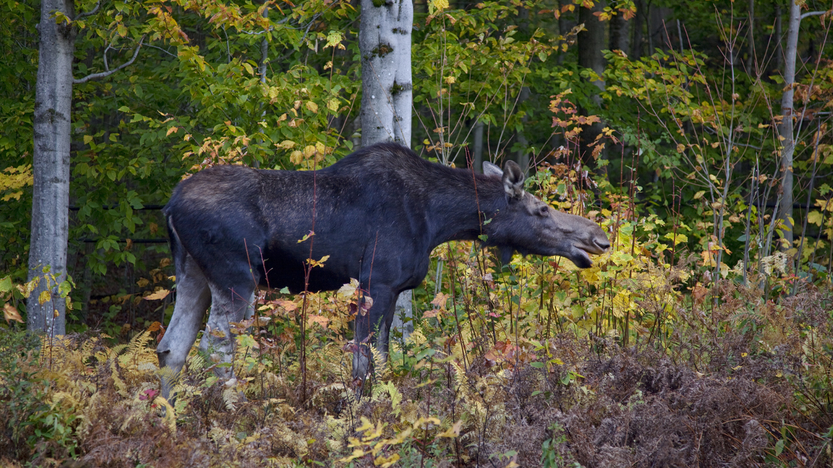 1200-moose – NH Fish and Game Department