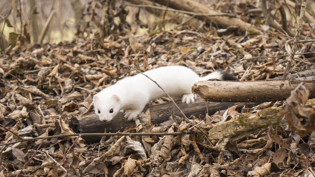 1200 ermine – NH Fish and Game Department