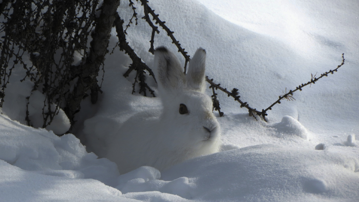 1200 -snowshoe hare – NH Fish and Game Department