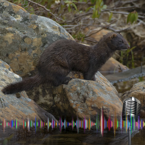 300 mink – NH Fish and Game Department