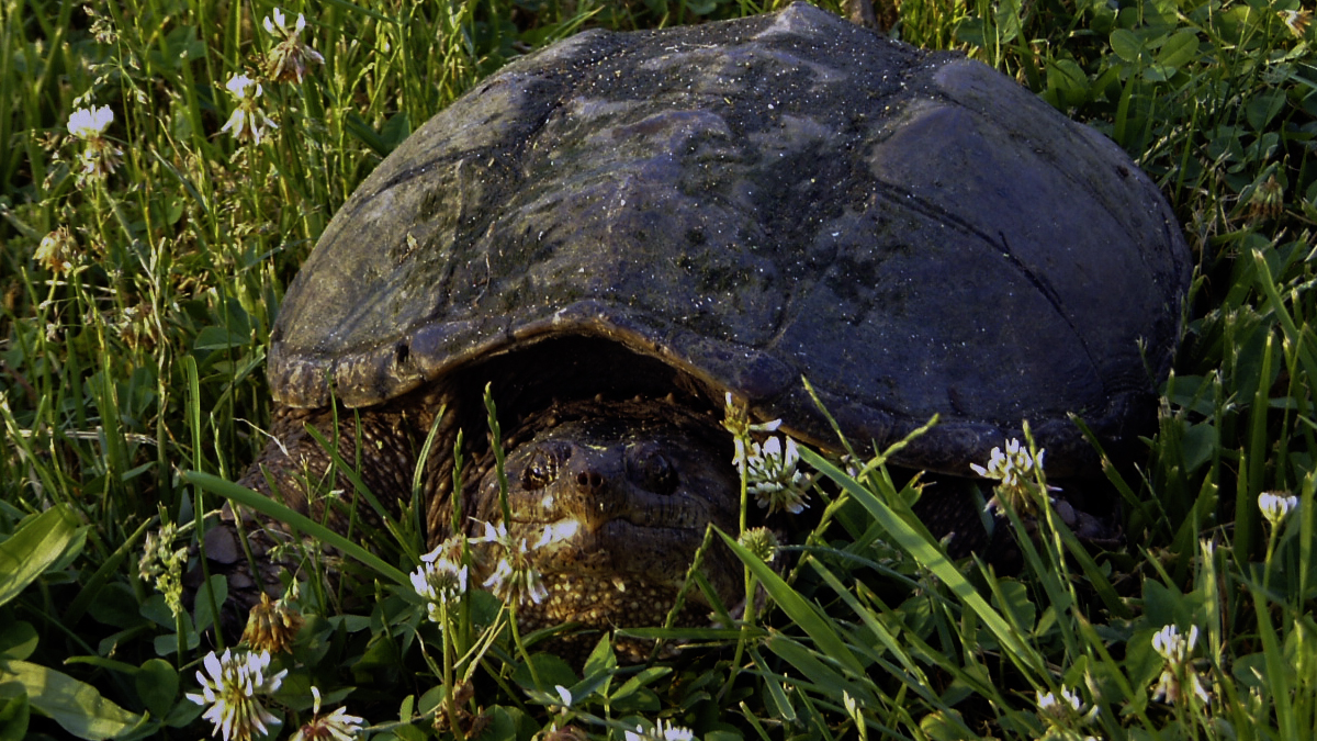 Snapping Turtle