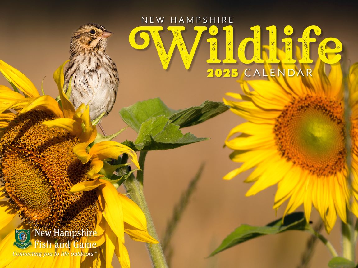 Get Your 2025 New Hampshire Wildlife Calendar before They’re All Gone ...