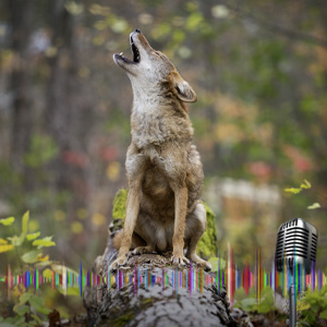 300-coyote – NH Fish and Game Department