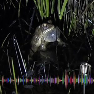 300-frog croak – NH Fish and Game Department