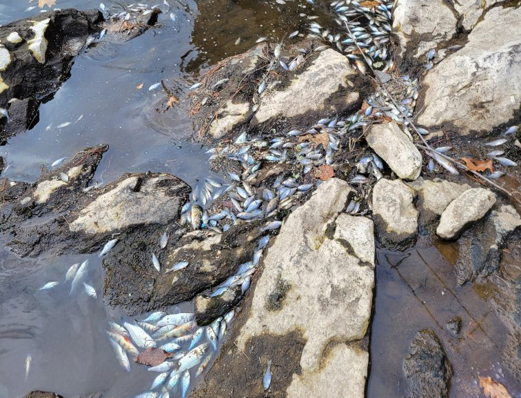 New Hampshire May Experience Winter Fish Kills as Ice Melts – NH Fish ...