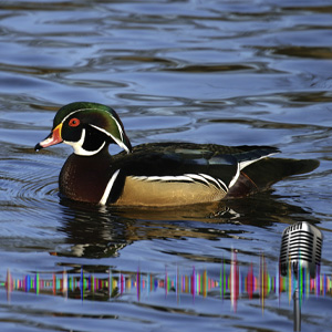 300-wood duck – NH Fish and Game Department