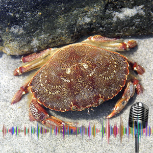 300-rock crab – NH Fish and Game Department